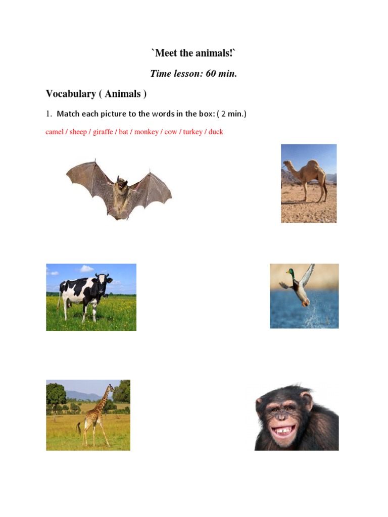 Meet The Animals! | PDF | Duck | Plural