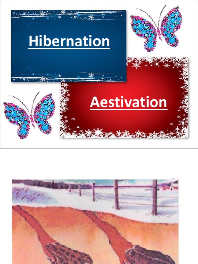 Hibernation and Aestivation | PDF | Thermoregulation | Hypothermia