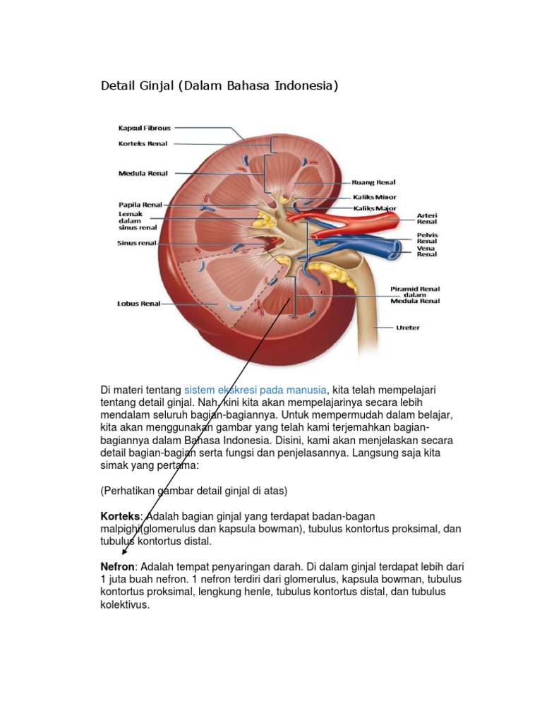 Proses Pembentukan Urin | PDF