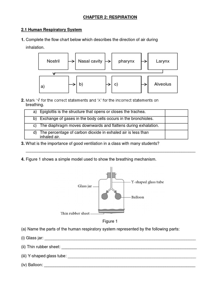 Human Respiratory System Flow Chart | PDF | Exhalation | Breathing