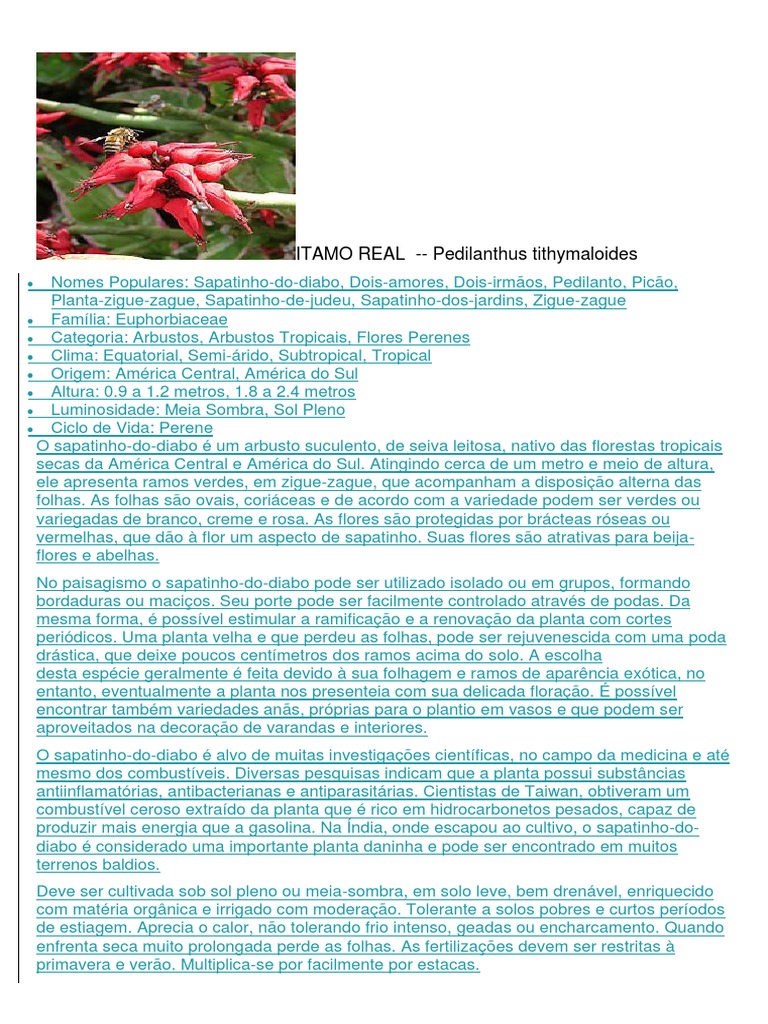 Itamo Real | PDF | Plantas | Sol