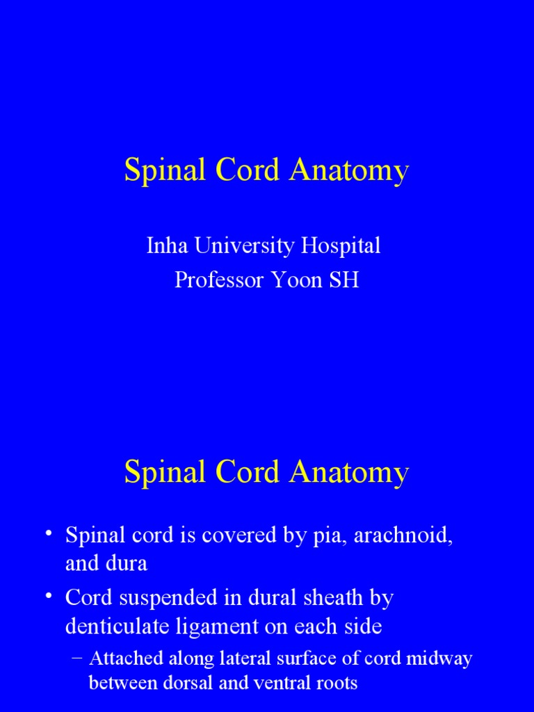 Spinal Cord Anatomy Overview | PDF | Spinal Cord | Neuroanatomy
