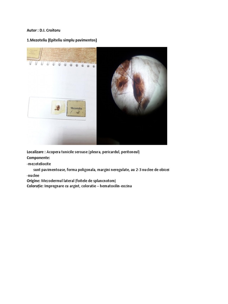 Histologie Colocviu | PDF