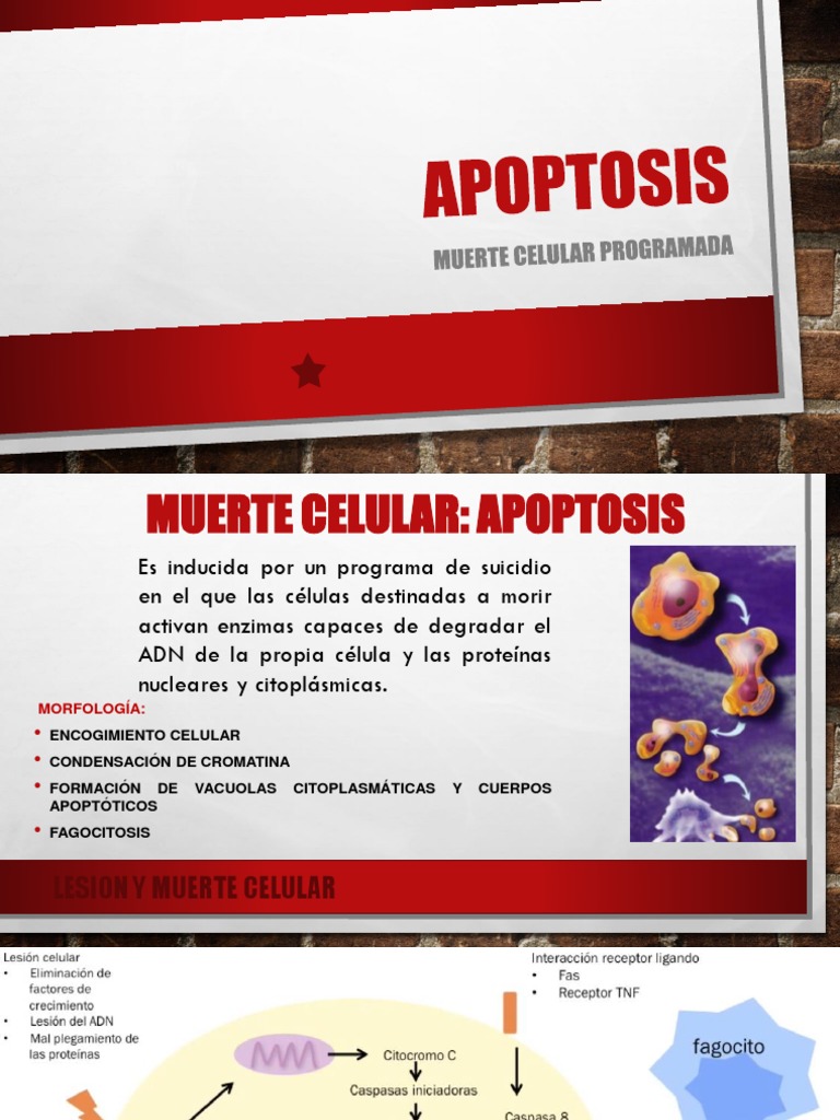 La apoptosis: un proceso de muerte celular programada | PDF | Caspasa | Apoptosis