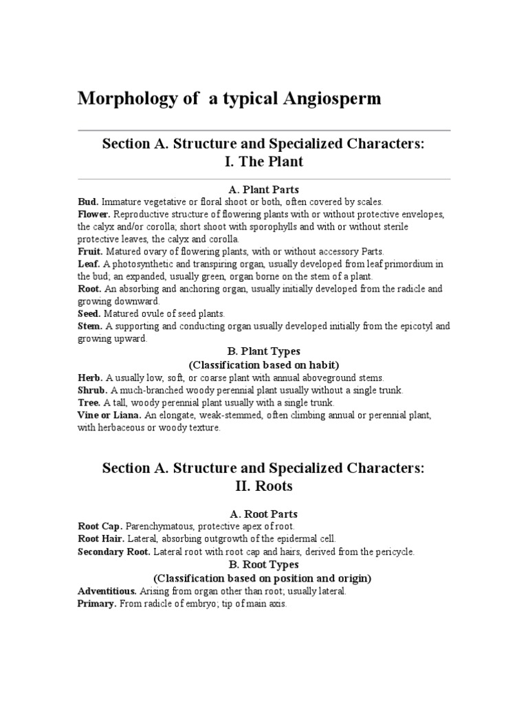 Morphology of A Typical Angiosperm | PDF | Fruit | Petal