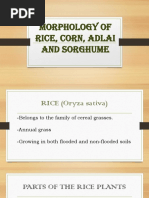 1 Morphology of The Rice Plant | PDF | Rice | Plants