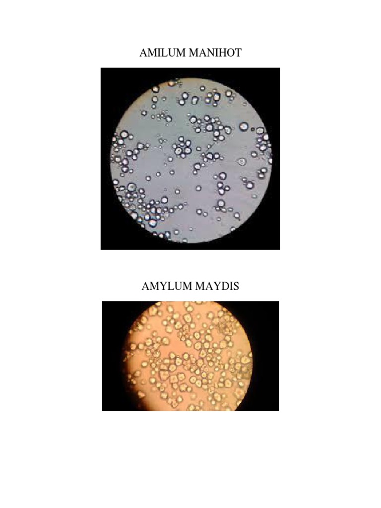 Amilum Manihot | PDF