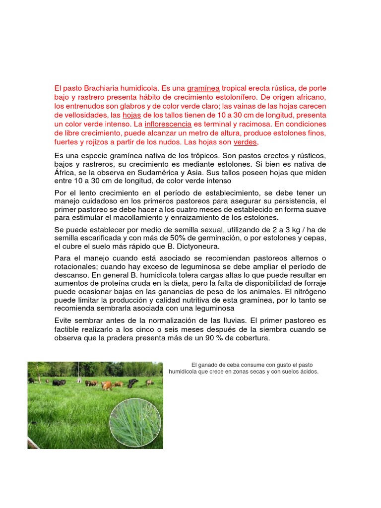 El Pasto Brachiaria Humidicola Sucio Resumen | PDF | Plantas ...