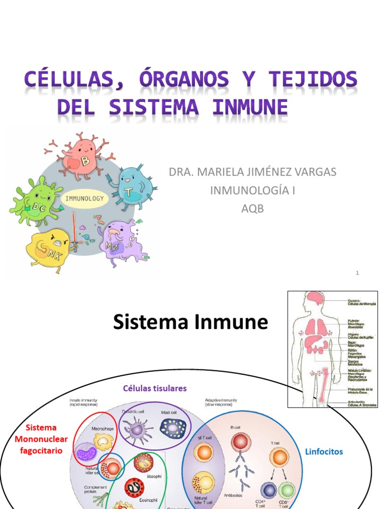 Unidad II Células, Organos y Tejidos Del Sistema Inmune | PDF | Linfocitos | Célula T