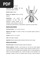 Ciclo de vida y reproducción de arañas | PDF | Araña | Huevo