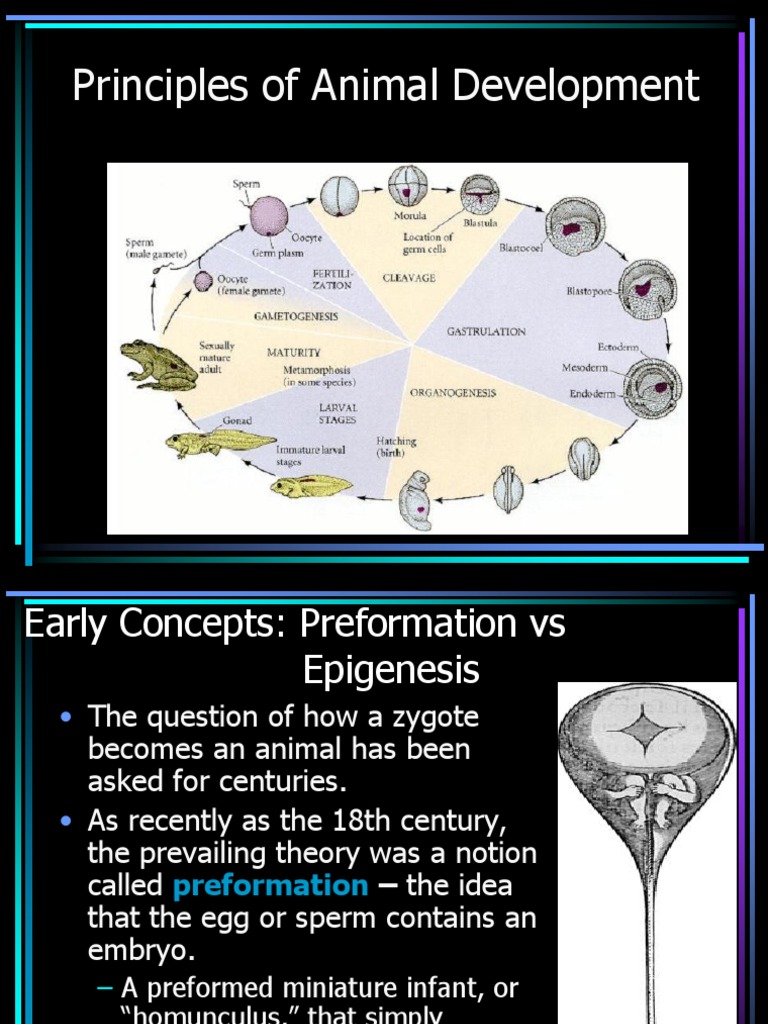 Principles of Animal Development | PDF | Zoology | Biology