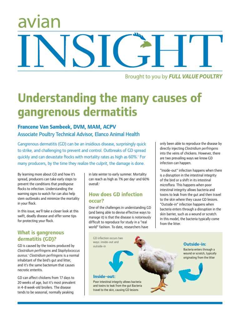 Avian Insight Dermatitis - Issue 4 | PDF | Broiler | Infection
