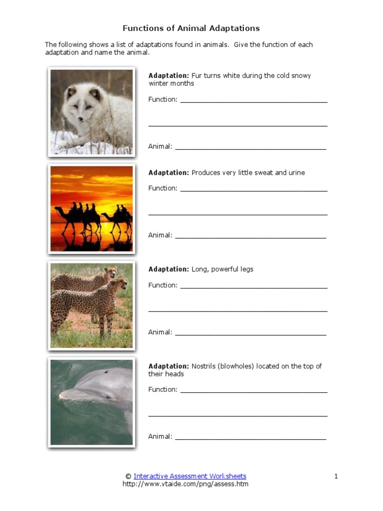 Animal Adaptations | Download Free PDF | Nature