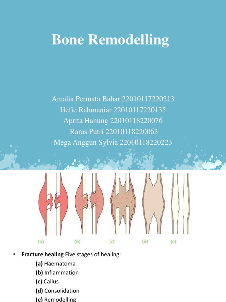Bone Remodelling | PDF | Bone | Tissue (Biology)
