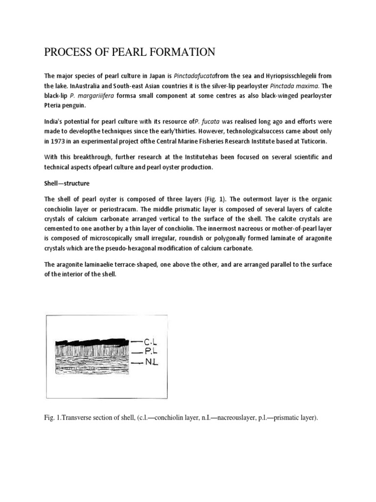 Pearl Formation | PDF | Pearl | Oyster