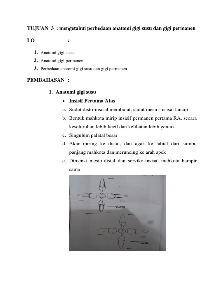 Perbedaan Anatomi Gigi Sulung Dan Permanen | PDF
