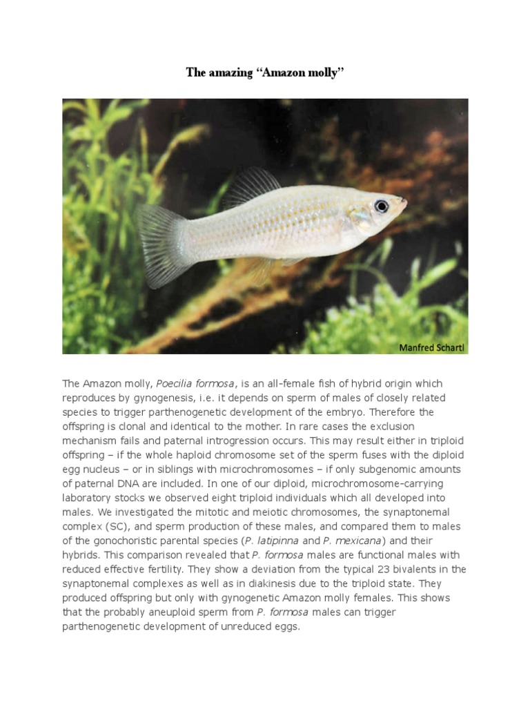 Unusual Triploid Males in an Amazon Molly Clone: Insights into Their ...