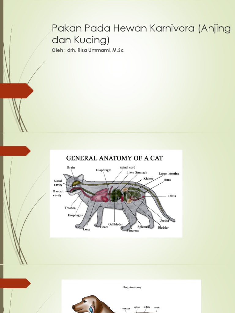 Pakan Hewan Anjing Dan Kucing | PDF
