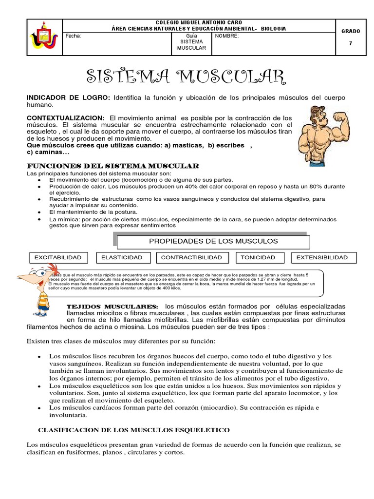Guia N Sistema Muscular Pdf Músculo Histología