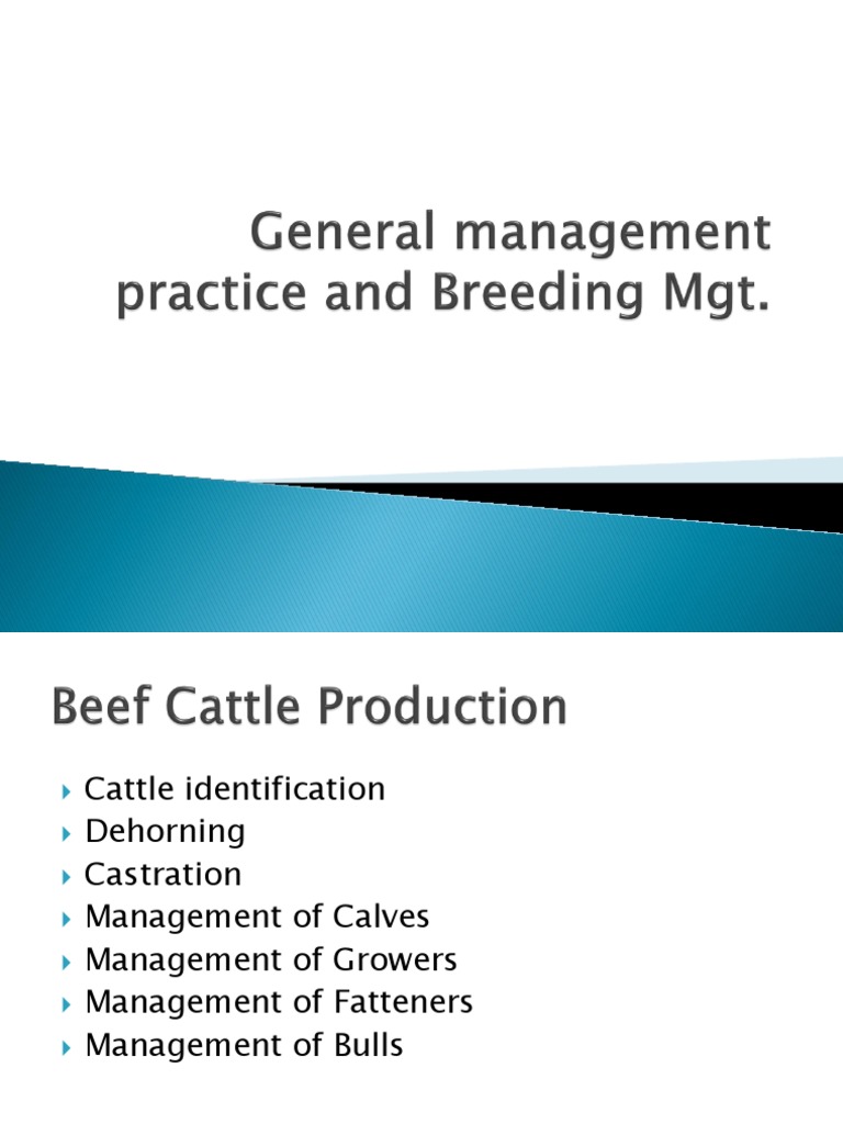 Cattle Breeding and Management Practices | PDF | Calf | Goat