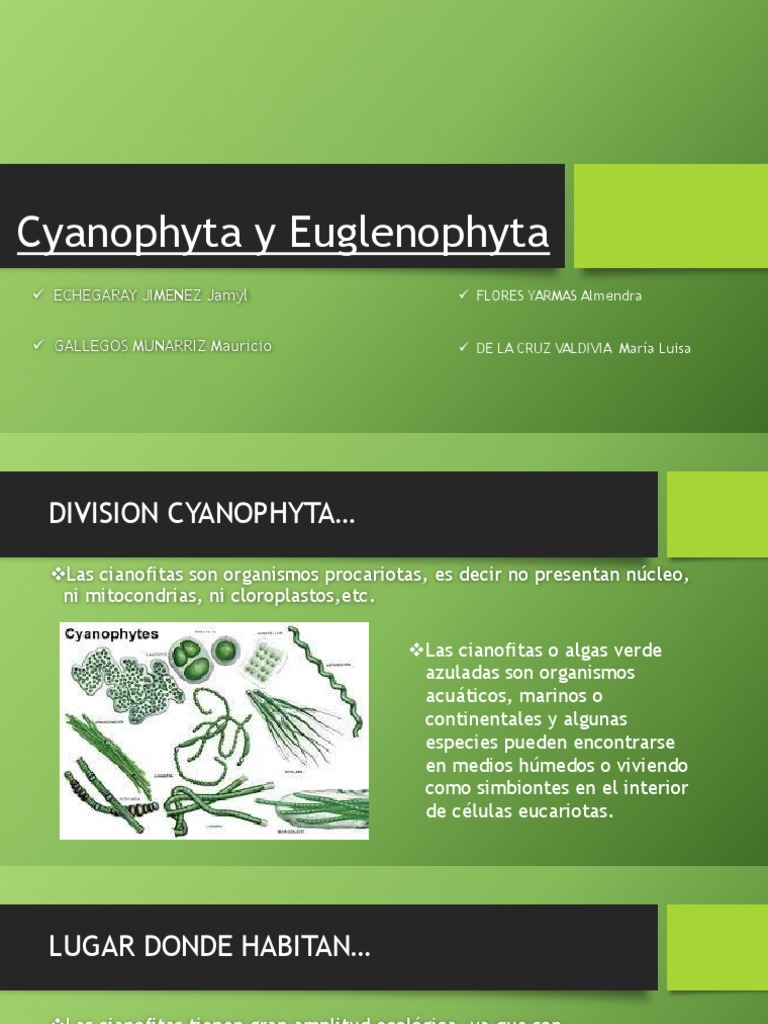 Cyanophyta y Euglenophyta | PDF