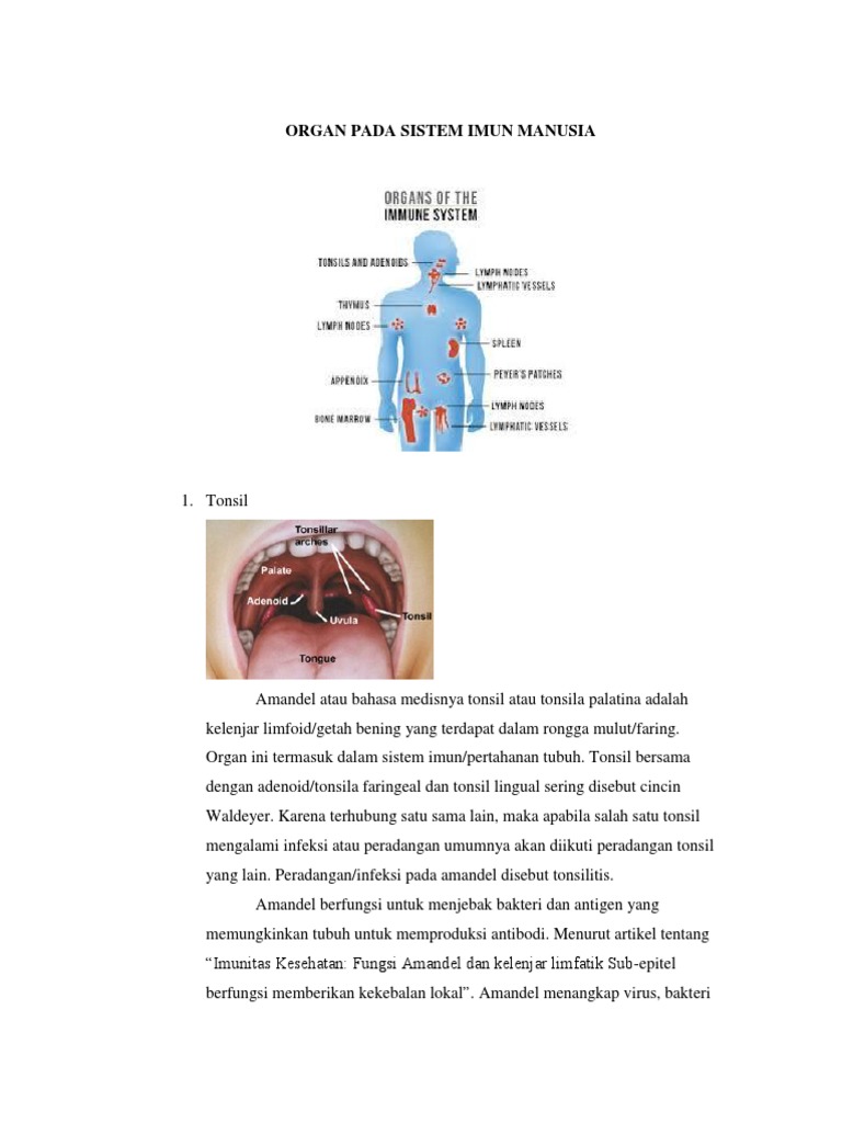 Organ Pada Sistem Imun Manusia | PDF