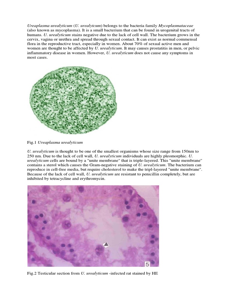 Ureaplasma Urealyticum | PDF
