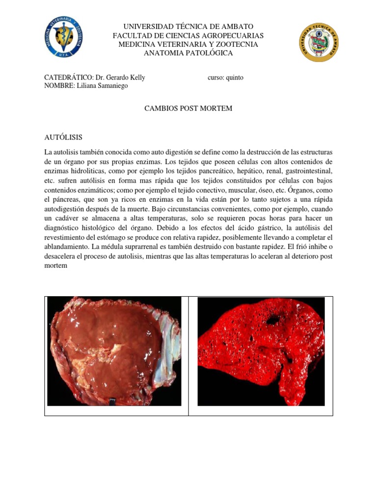 Cambios Post Mortem | PDF | Descomposición | Músculo