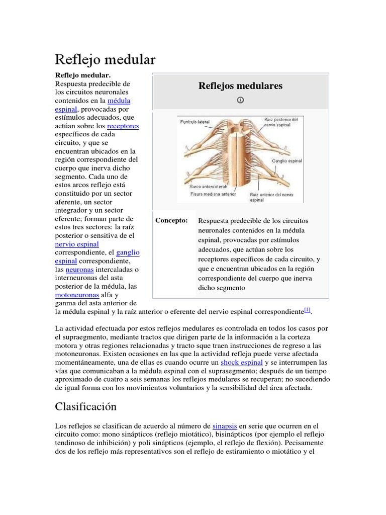 Reflejo Medular: Clasificación | PDF | Neurona motora | Músculo