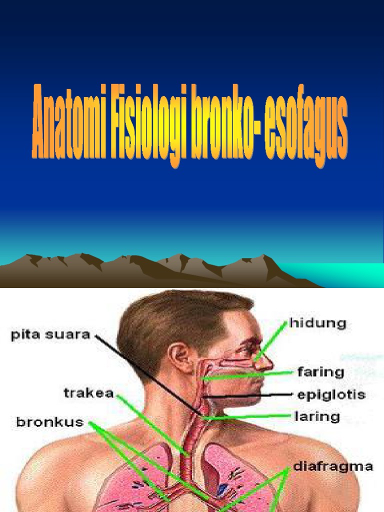 Anatomi Bronko Esofagus | PDF