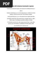 Formulas Vertebrales | PDF