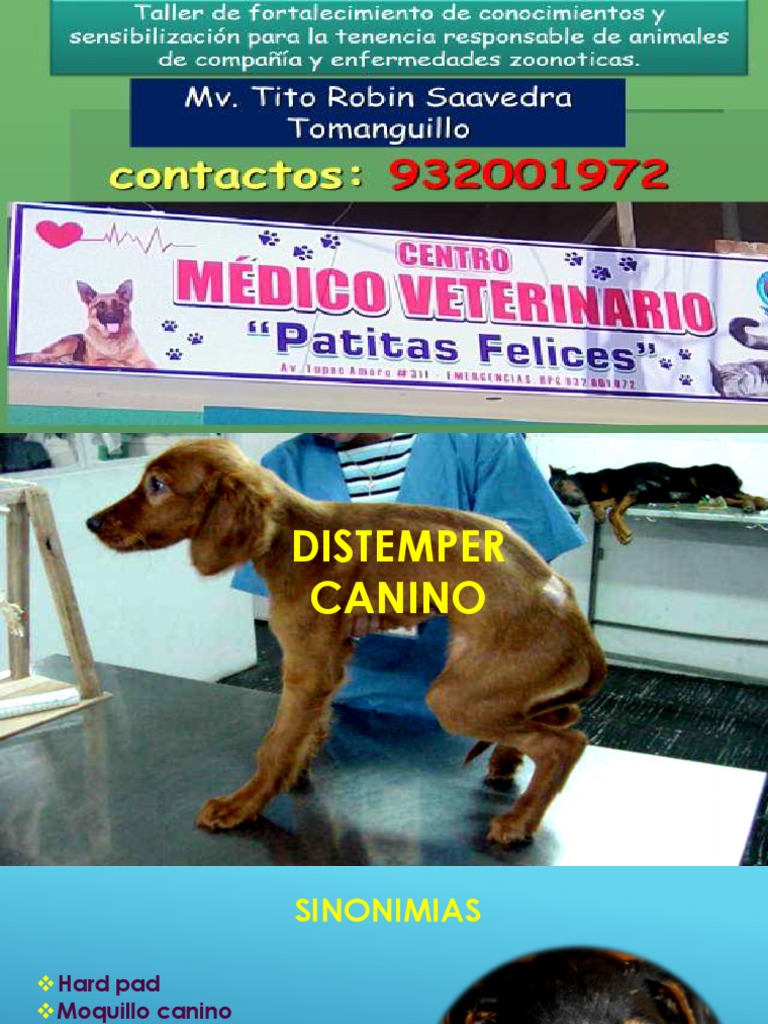 Distemper Canino: Síntomas y Prevención | PDF | Perros | Medicina CLINICA