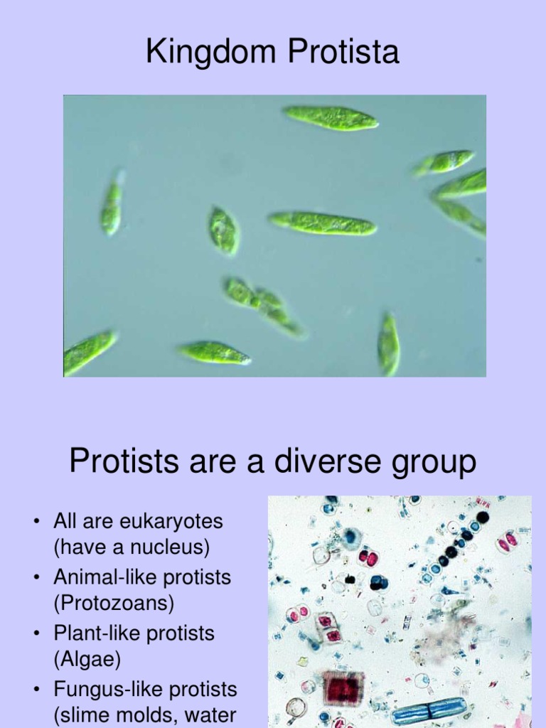 Protista KIngdom and Levels | PDF