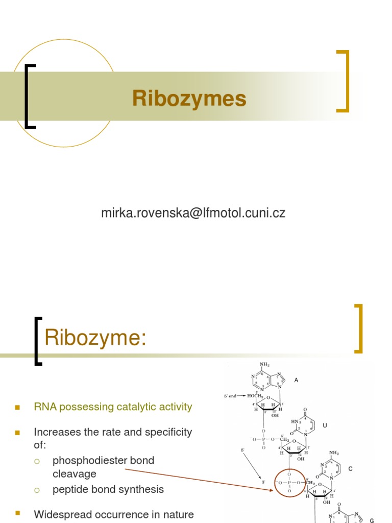 Ribozymes | PDF | Rna Splicing | Intron