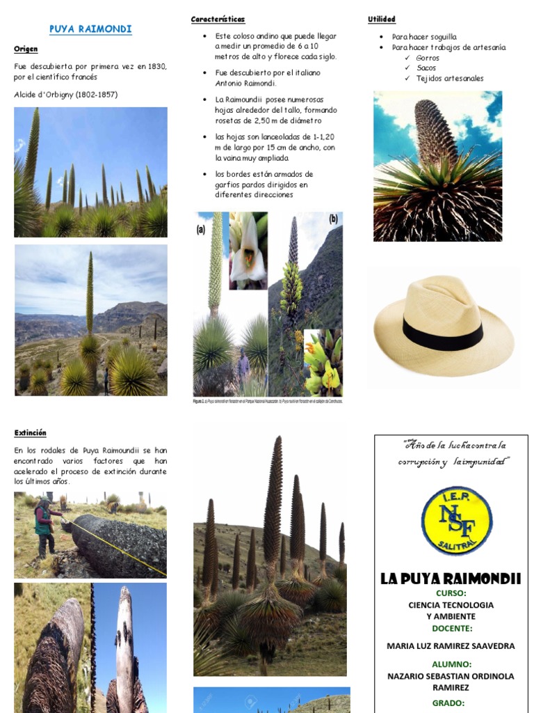 Puya Raimondi | PDF | Paisaje | Horticultura y jardinería