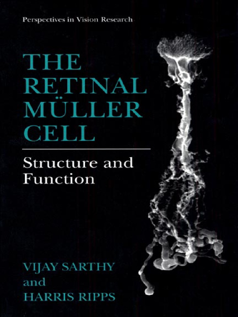 The Retinal Muller Cell PDF | PDF | Retina | Astrocyte