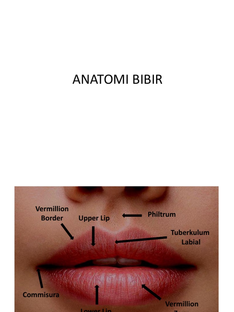 Anatomi Bibir | PDF