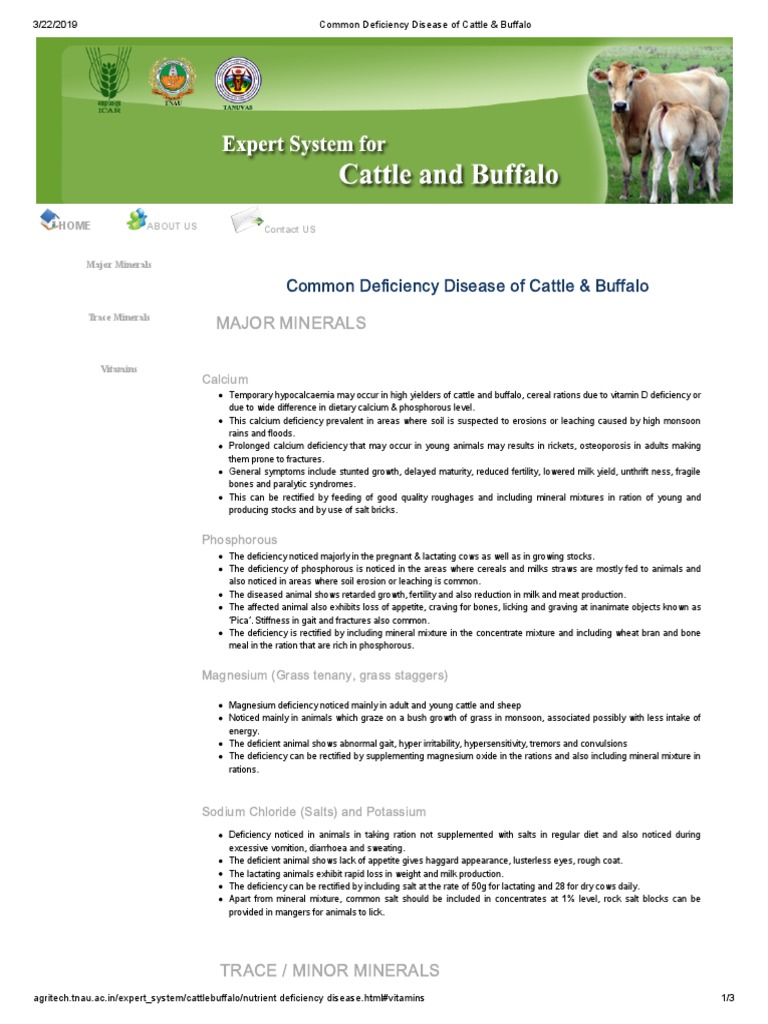 Common Deficiency Disease of Cattle & Buffalo | PDF | Cattle | Sheep