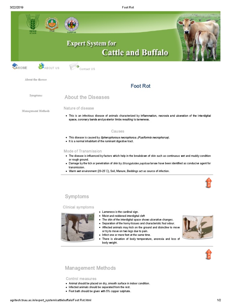 About The Diseases: Foot Rot | PDF | Infection | Diseases And Disorders