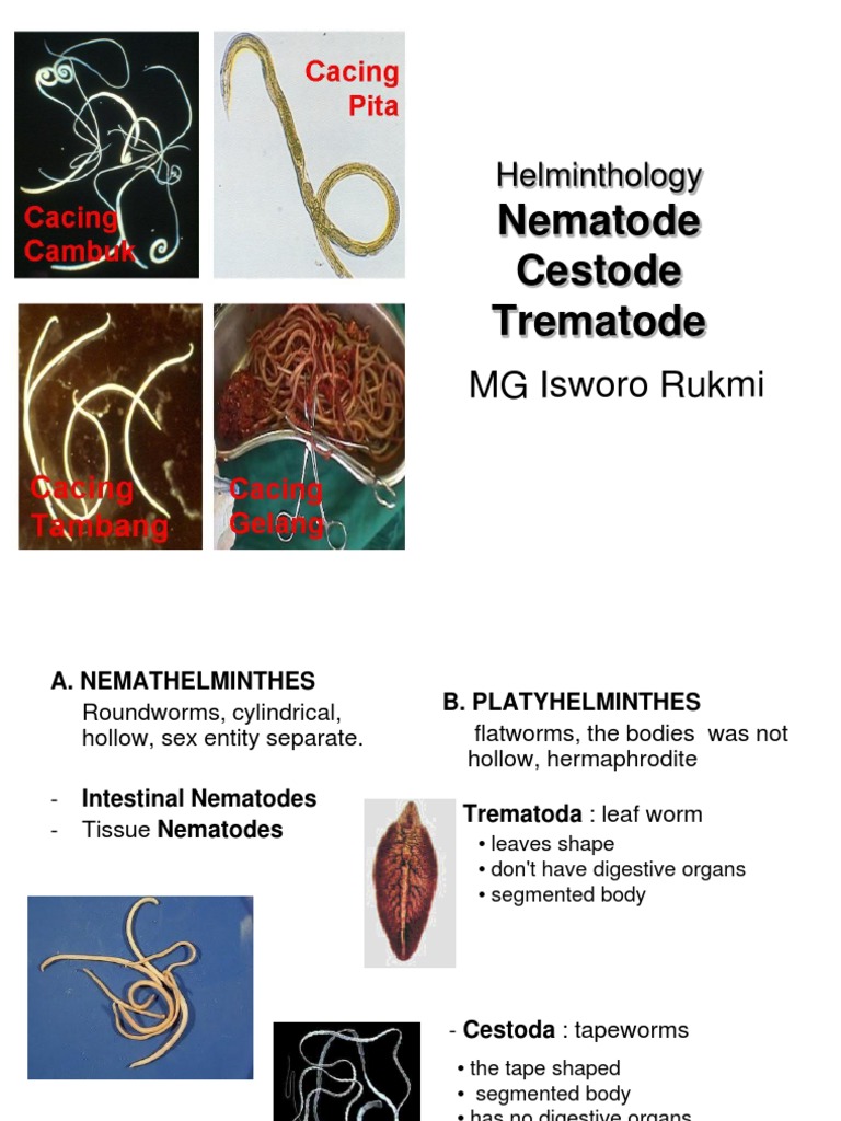 Cestoda Nematoda Trematoda 2018 - I | PDF | Nematode | Animals And Humans