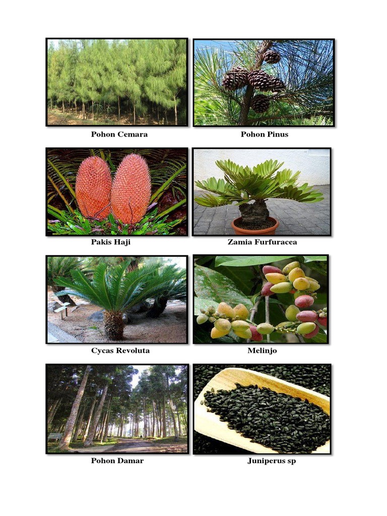 Pohon Cemara Pohon Pinus | PDF