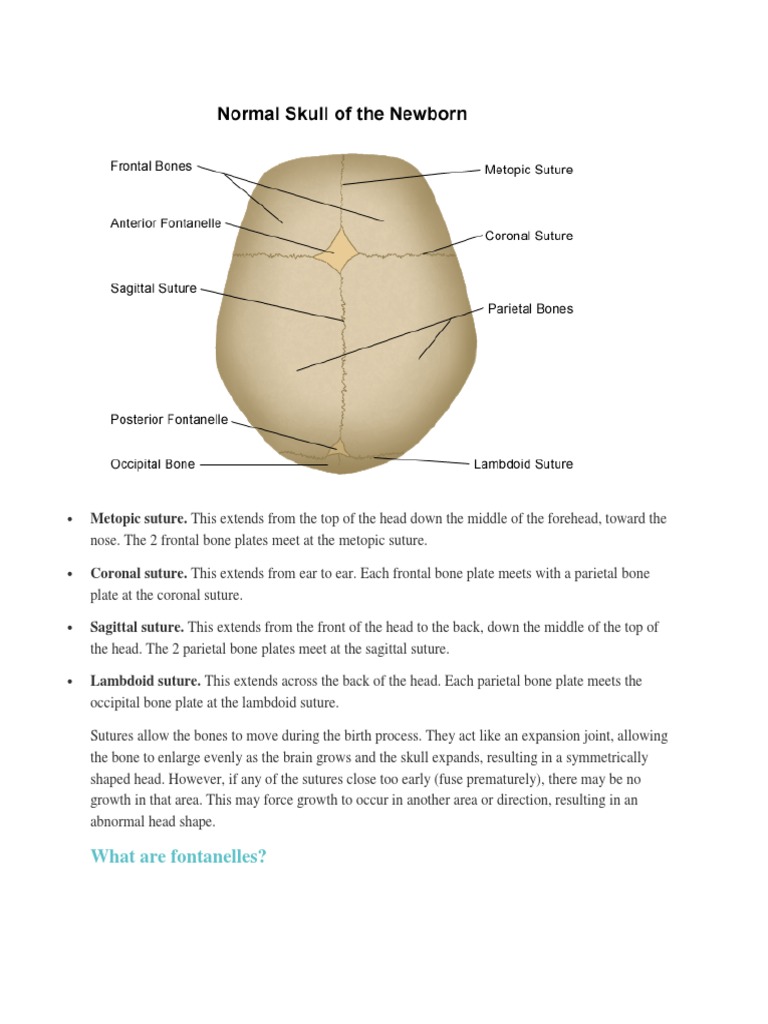 Metopic Suture | PDF | Skull | Human Anatomy