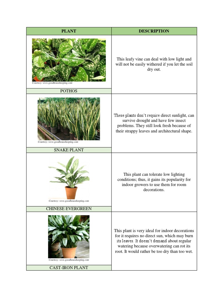 Plants | PDF | Houseplant | Plants