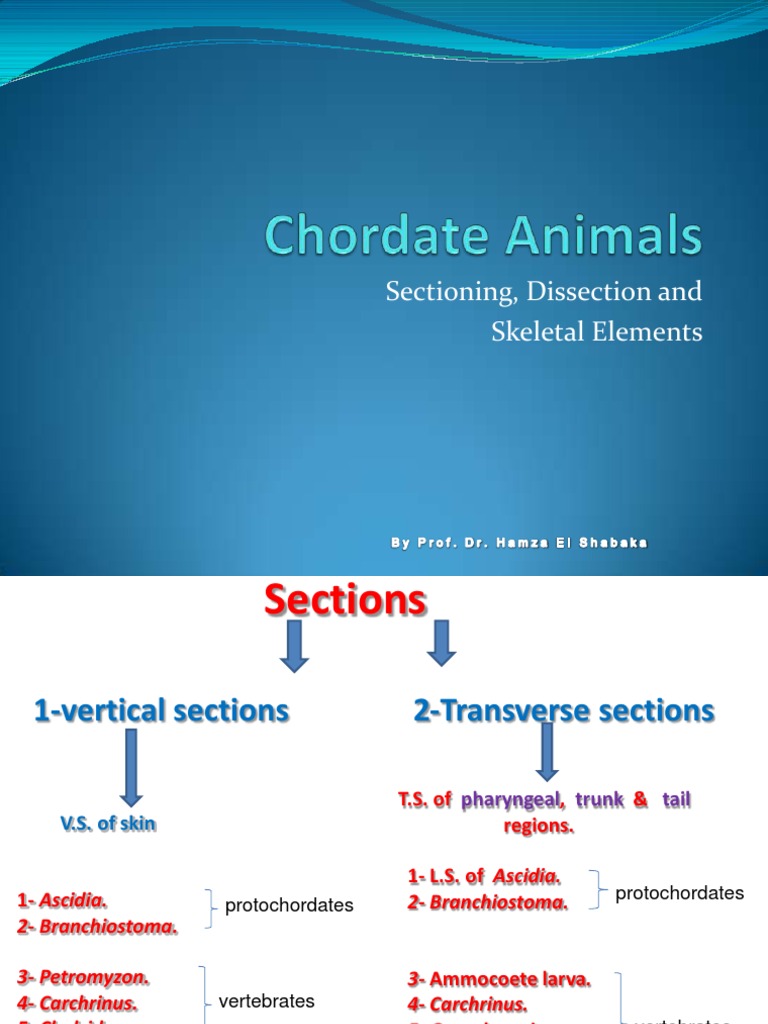 Chordate Animals - Sectioning, Dissection and Skeletal Elements | PDF ...