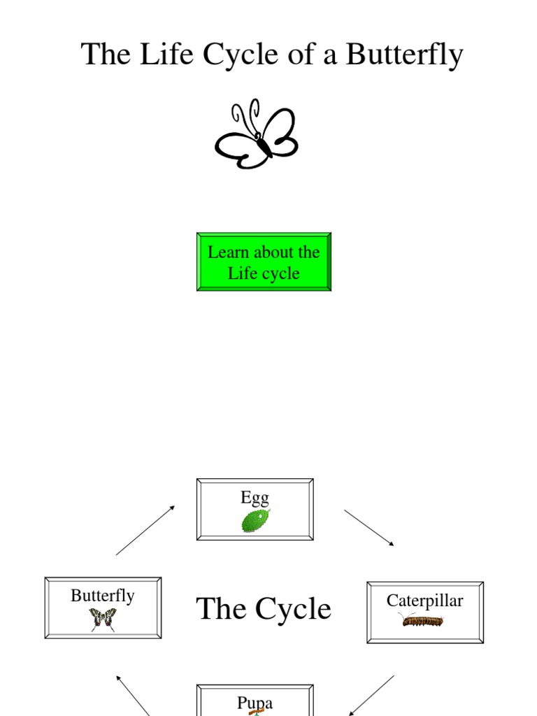 The Life Cycle of A Butterfly | PDF