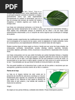 Estructura y Tipos de Limbo en Hojas | PDF | Hoja | Botánica
