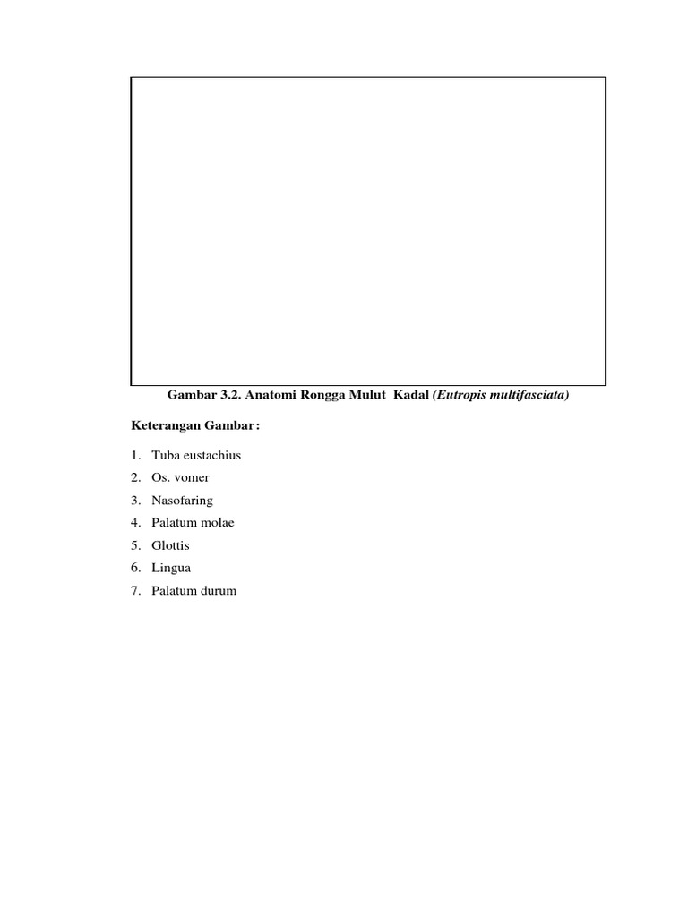 Gambar KADAL | PDF | Urology | Organ (Anatomy)