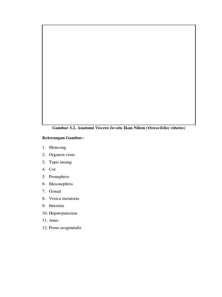 Anatomy of Viscera and Organs in Nilem Fish | PDF