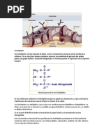 Raiz Axonomorfa | PDF | Raíz | Tallo de la planta