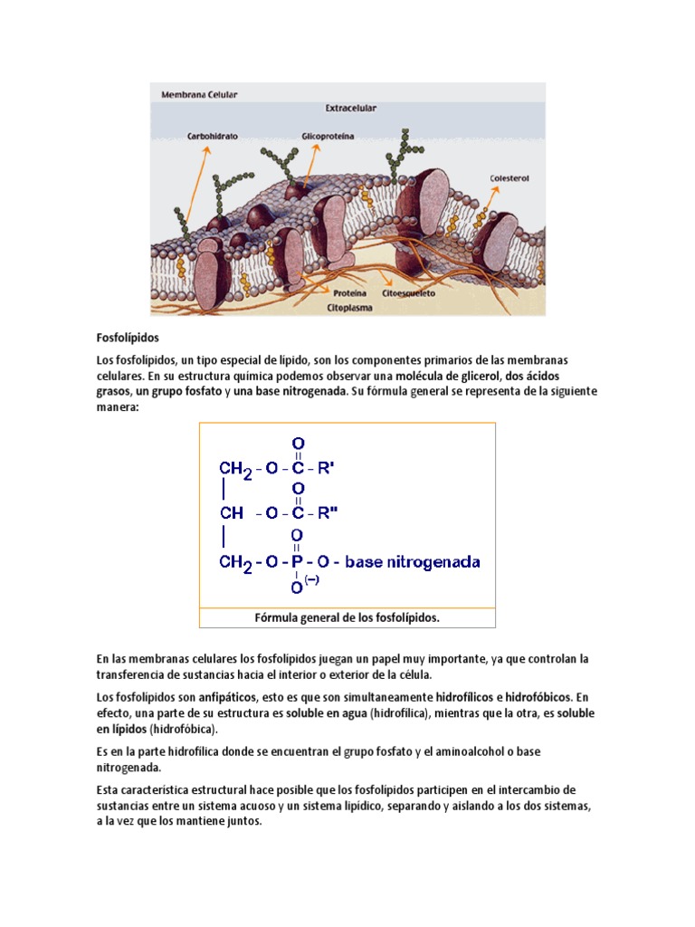 Fosfolípidos | PDF | Bicapa lipídica | Membrana celular